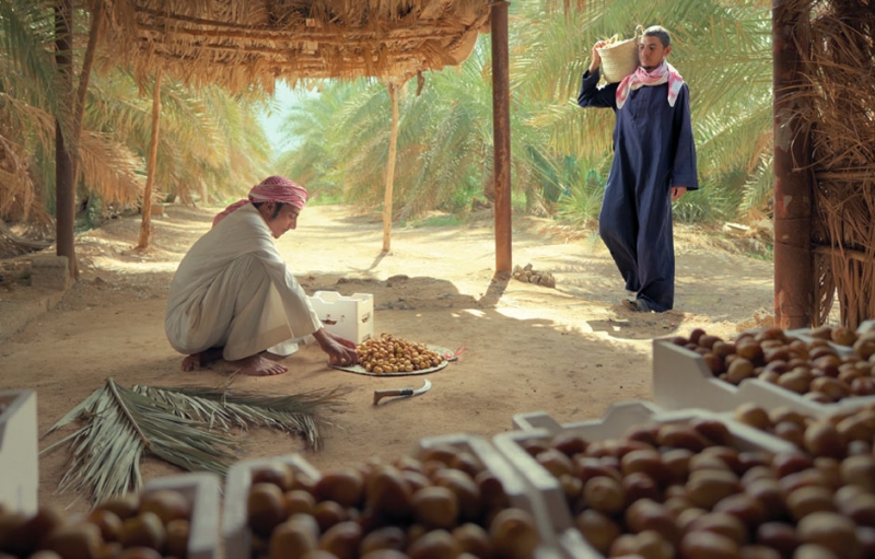 Aliat Taibah – Starting from the planting of the dates until it’s ready ...